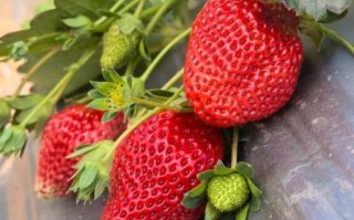 草莓什么时候成熟_草莓几月份采摘最好
