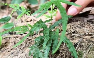鸡爪子草图片_鸡爪子草长什么样