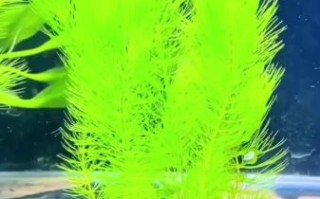 金鱼藻怎么养_金鱼藻适合放鱼缸吗