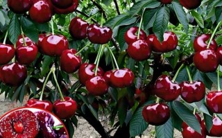 车厘子适合什么地方种植_车厘子种植气候条件