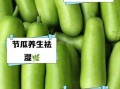 节瓜是什么季节的蔬菜_节瓜几月份最好吃