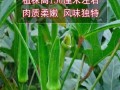 黄秋葵能生吃吗_生吃黄秋葵安全吗