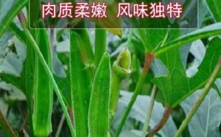 黄秋葵能生吃吗_生吃黄秋葵安全吗