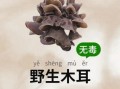 野生木耳能吃吗_怎么分辨有毒