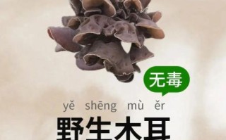 野生木耳能吃吗_怎么分辨有毒