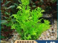 水芹水草怎么养_水芹水草多久换一次水