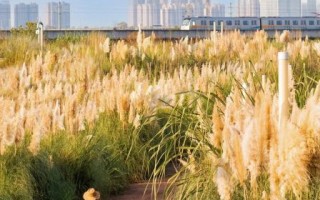 芦苇图片怎么拍好看_芦苇适合什么季节拍摄