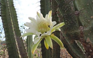 霸王花是什么植物的花_霸王花可以吃吗