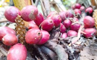 香果在卤水中的作用_香果与草果区别