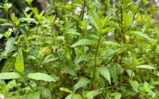 十香菜图片大全_十香菜怎么养