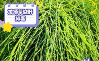 野生龙须菜怎么吃_野生龙须菜的功效与禁忌
