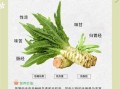 女人吃莴苣有什么好处_莴苣对女性健康的作用