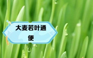 大麦若叶的功效与作用_大麦若叶怎么喝才减肥