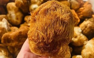 干猴头菇多少钱一斤_干猴头菇价格影响因素