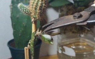 蟹爪兰嫁接仙人掌方法_嫁接后多久开花