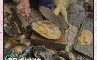 红烧河蚌怎么做好吃_红烧河蚌的家常做法