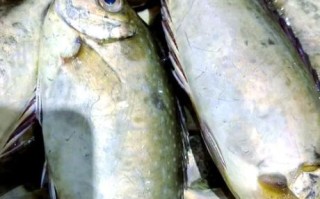 泥猛鱼是淡水鱼还是海鱼_泥猛鱼能淡水养吗