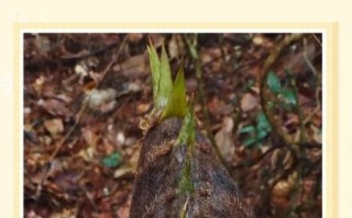 冬笋怎么剥皮_冬笋怎么吃