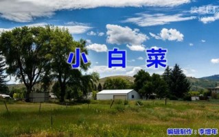 小白菜儿歌背后的故事_为什么小白菜这么感人