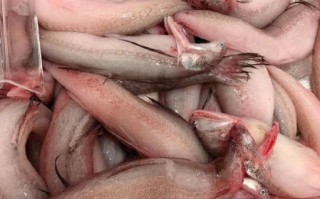 豆腐鱼又叫什么鱼_豆腐鱼是什么鱼