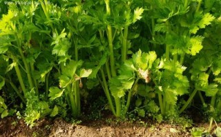 芹菜的拼音怎么拼_芹菜拼音声调是几声