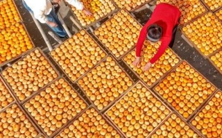 柿饼怎么晒_柿饼制作全过程