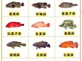 龙趸鱼怎么读_龙趸鱼是什么鱼