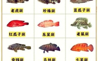 龙趸鱼怎么读_龙趸鱼是什么鱼