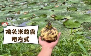 鸡头米多少钱一斤_鸡头米价格为什么差距大