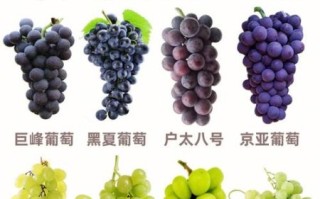 葡萄和提子的区别_哪个更营养