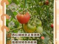 西红柿容易胎停怎么办_西红柿胎停原因及预防