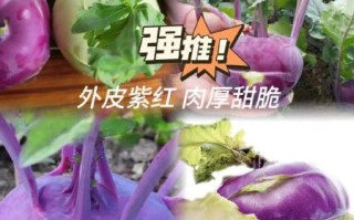 水果苤蓝怎么做好吃_水果苤蓝的做法大全