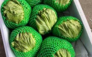 西生菜可以生吃吗_生吃西生菜安全吗