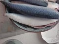 茄汁青鱼怎么做_茄汁青鱼罐头做法