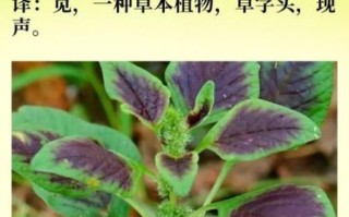 苋的拼音是什么_苋怎么读才标准