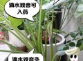 滴水观音有毒吗_滴水观音怎么养