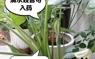 滴水观音有毒吗_滴水观音怎么养