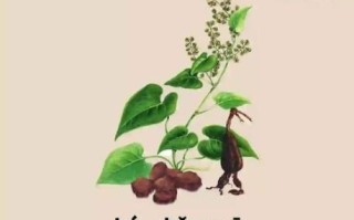 何首乌禁忌人群_孕妇能用何首乌吗