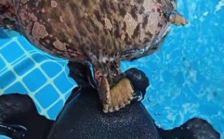 躄鱼怎么养_躄鱼有毒吗