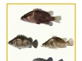 鳜鱼养殖利润怎么样_鳜鱼养殖成本和利润