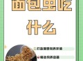 面包虫怎么养_面包虫吃什么长得快
