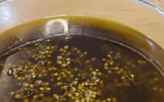 自制新鲜花椒油的做法大全_花椒油怎么保存不变色