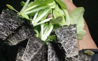 白菜根系结构图_白菜根有多深