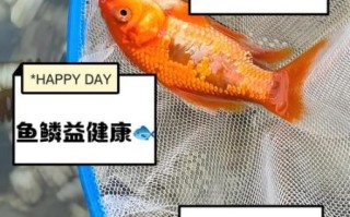 炸鱼鳞吃了有什么好处_炸鱼鳞的营养价值