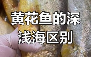 黄花鱼是海鱼吗_淡水还是海水