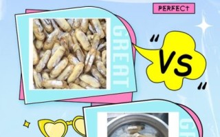 蛏子鼻子是什么东西_蛏子鼻子能吃吗