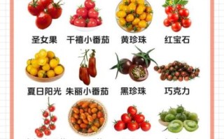 西红柿图片大全_西红柿品种图片怎么区分