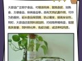 大蒜油适合什么人吃_大蒜油的功效与禁忌