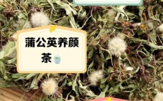蒲公英根有什么功效_蒲公英根泡水喝的禁忌