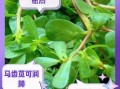 马齿苋图片长什么样_马齿苋的药用价值有哪些